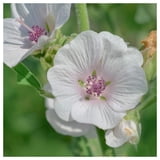Everwilde Farms - 150 Marsh Mallow Wildflower Seeds - Gold Vault Seed ...