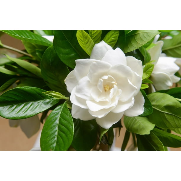 50 GARDENIA Jasminiodes / CAPE JASMINE Fragrant White Shrub Houseplant ...