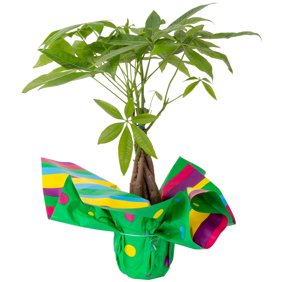 Pomegranate Bonsai Tree - Walmart.com