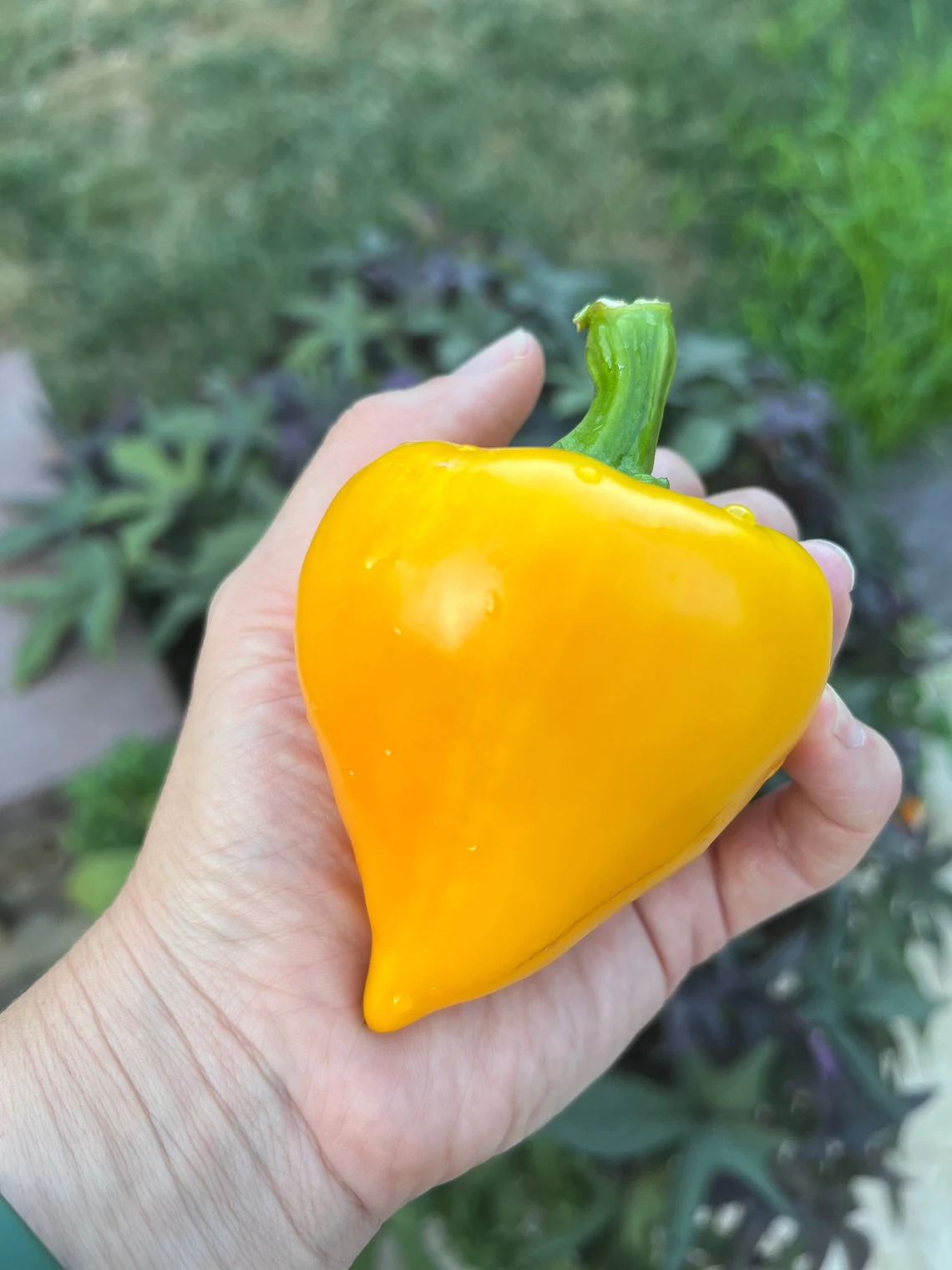 Lesya Orange Pepper Seeds Heirloom Heritage Breed Premium Seed Packet ...