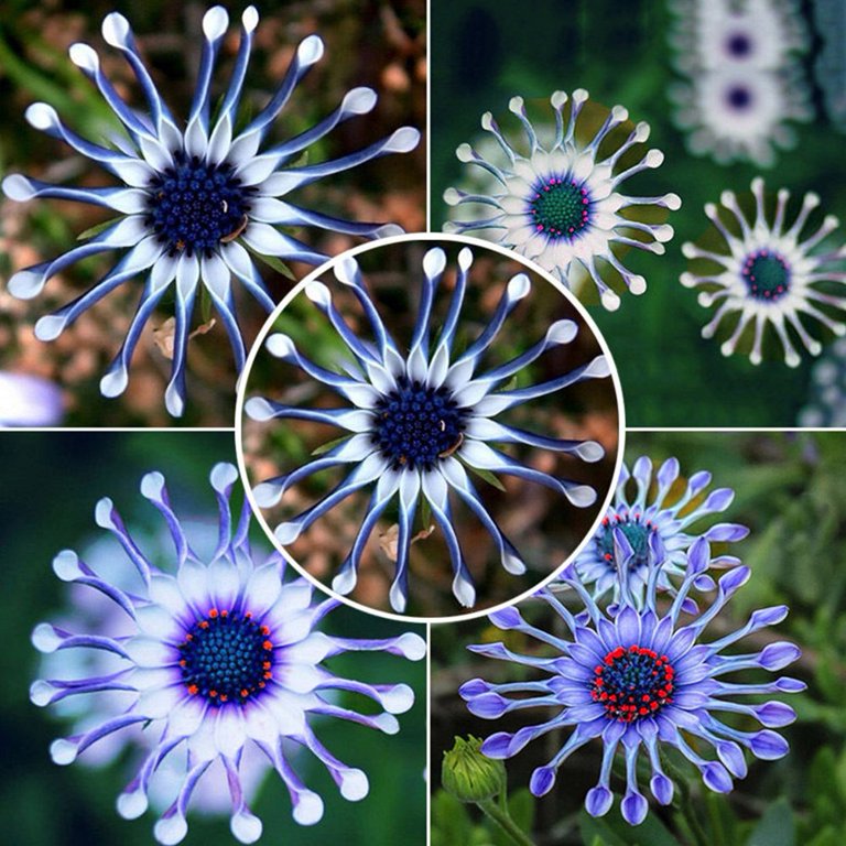 Rare Blue Flower