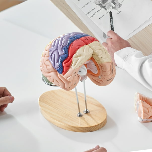 VEVOR Anatomía del modelo de cerebro humano, modelo anatómico de ...