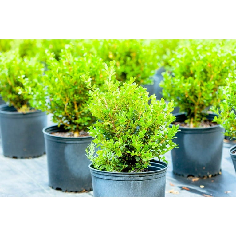 Wintergreen Boxwood Shrub Evergreen Wintergreen Boxwood Seeds