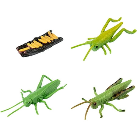 Cricket Life Cycle of A Growth Stage Model Educational Plant Growth ...