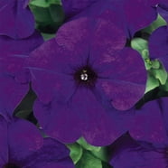 Petunia - Frost Series Flower Garden Seed - 1000 Pelleted Seeds ...