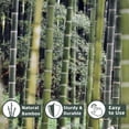 50Pcs / 18 inch Bamboo Plant Stakes for Indoor Outdoor Plants, Garden ...