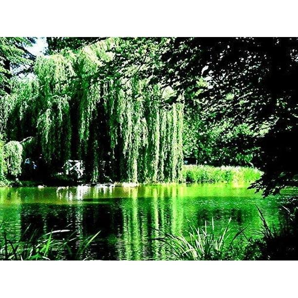 8 Weeping Willow Tree Cuttings - Beautiful Arching Canopy - Grow 8 ...