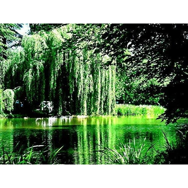 8 Weeping Willow Tree Cuttings - Beautiful Arching Canopy - Grow 8 ...