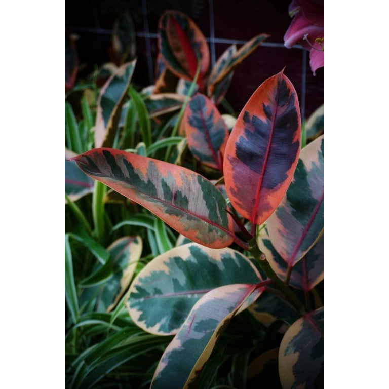 Variegated Rubber Tree Plant