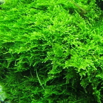 Java Moss Vesicularia Dubyana Live Freshwater Aquatic Aquarium Plants ...
