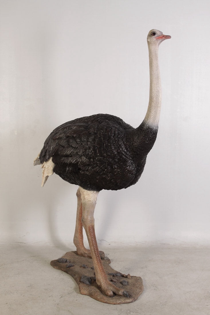 Ostrich Size