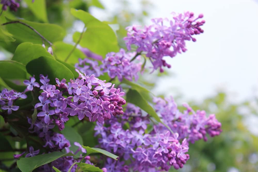 Purple Lilac Seedlings for Planting - Common Lilac, Fragrant and ...