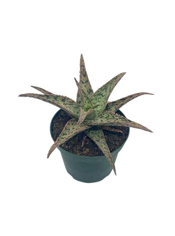 Succulent Plants in Indoor Plants - Walmart.com