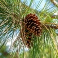 Slash Pine Tree 1 Gallon Pot, Fast-Growing Evergreen Landscape ...