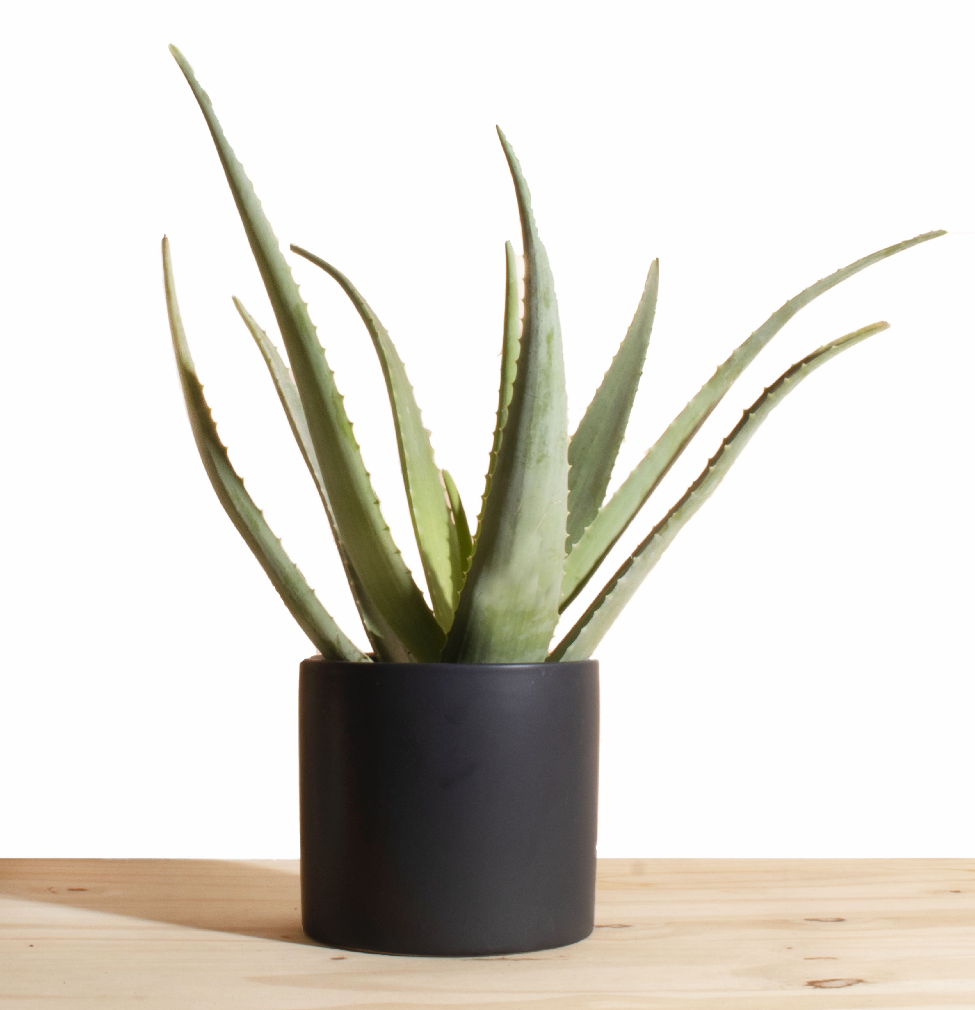 Aloe Vera in 6" Modern Ceramic Black Planter Pot - Walmart.com