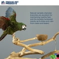 Prevue Pet Products Bird Accessories: Coffeawood Java Tree, Medium Size ...