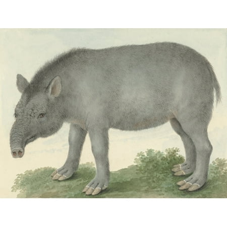 Tapir, By Isaac Van Haastert, 1825, Dutch Watercolor Painting. Tapirs ...