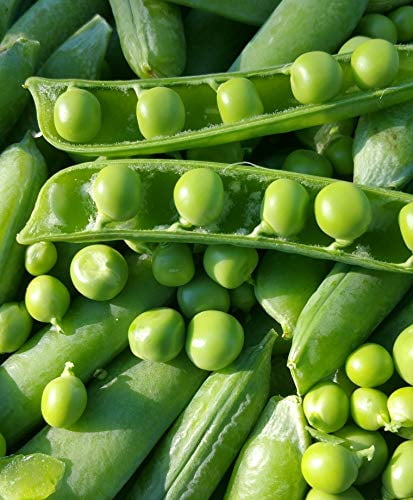 Wando Garden Pea Seeds, 50 Heirloom Seeds Per Packet, Non GMO Seeds - Walmart.com