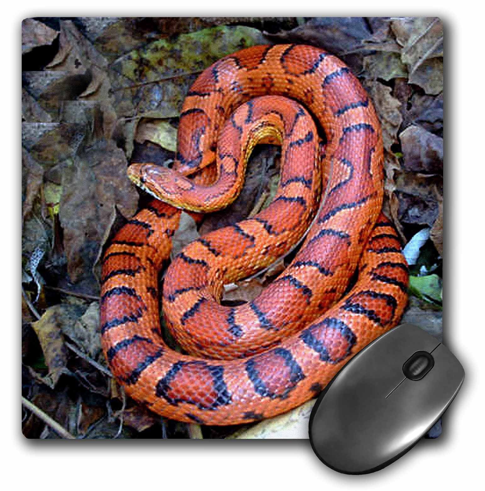 3dRose CORN SNAKE, Mouse Pad, 8 by 8 inches - Walmart.com