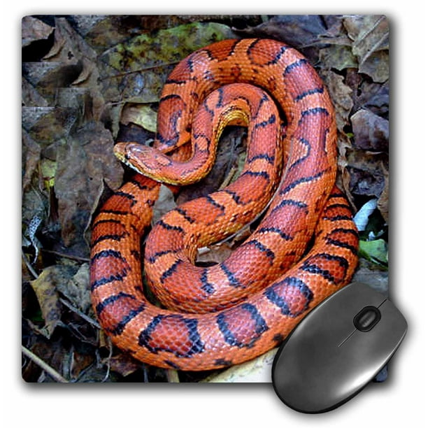 3dRose CORN SNAKE, Mouse Pad, 8 by 8 inches - Walmart.com