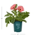 Better Homes & Gardens 1QT Pink Gerbera Daisy Live Annual Plant Sun 5 ...