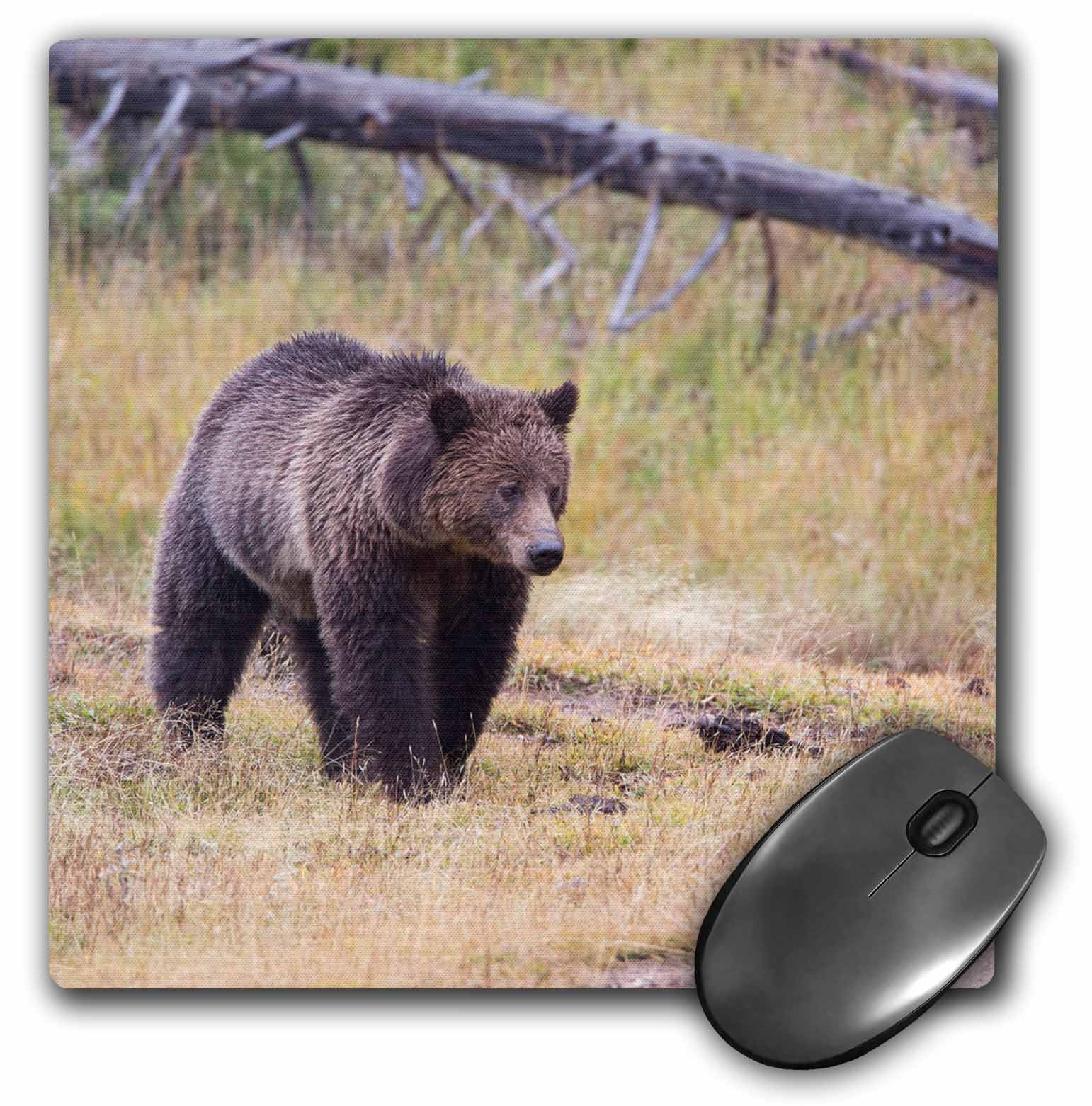 3dRose Wyoming, Yellowstone National Park, Grizzly Bear. - Mouse Pad, 8 ...