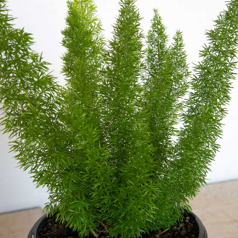 Potted Foxtail Fern