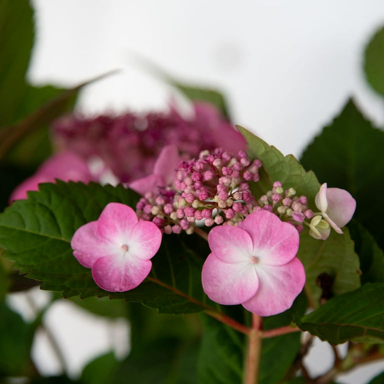 Lacecap Hydrangea Pink