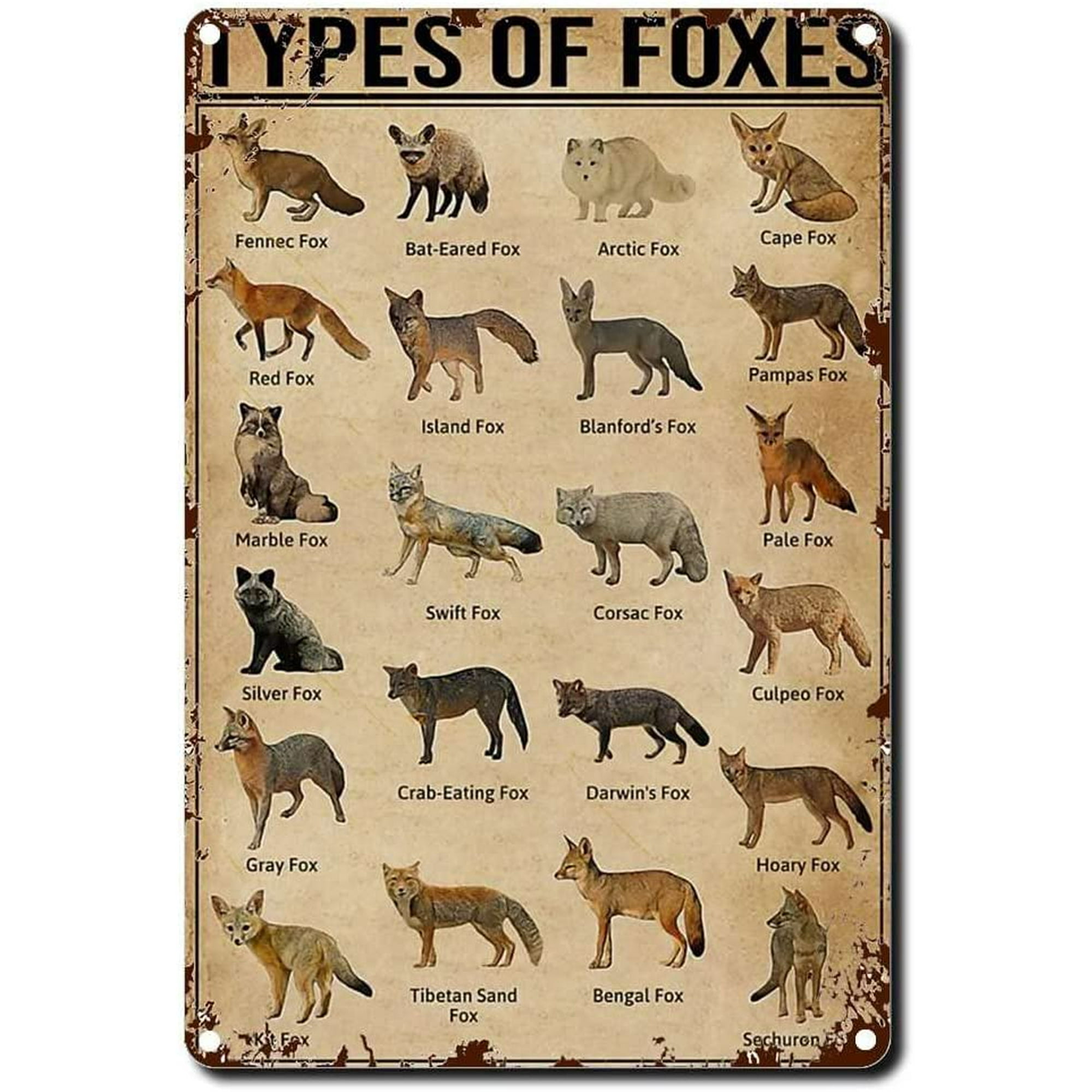 Kitsune Types
