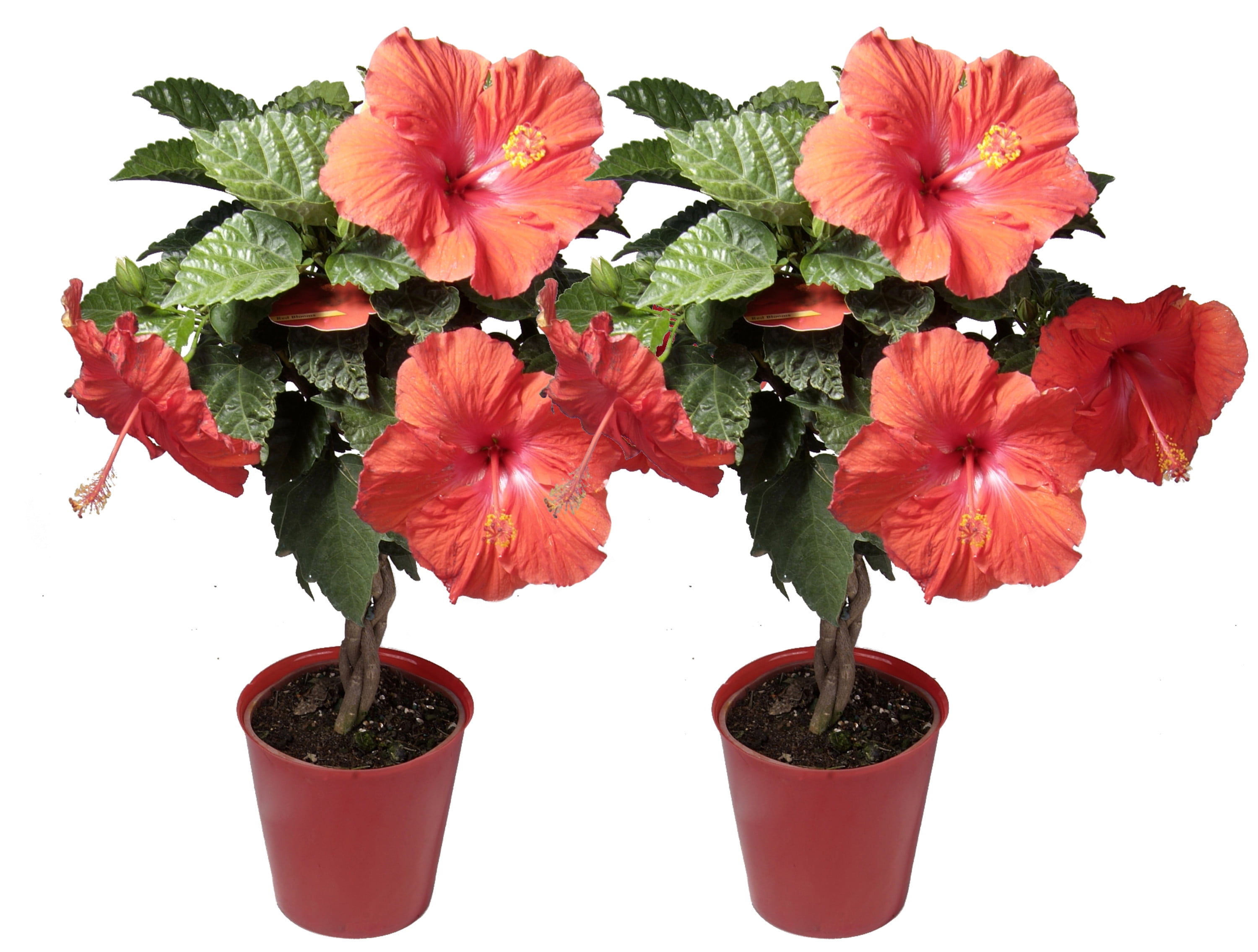 Costa Farms Island Blooms Live Outdoor 20in. Tall Assorted Hibiscus ...
