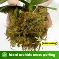 DUSPRO Dried Moss for Potted Plants, Forest Orchid Moss for Potting Mix ...