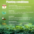 Hardy Perennial - Rainbow Hosta Bulbs - Low Maintenance - Perfect for ...