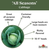 Burpee Organics All Seasons Cabbage Seeds - Non-GMO, Organic Vegetable ...
