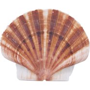 Alabaster Murex Seashell 4-5" - Walmart.com