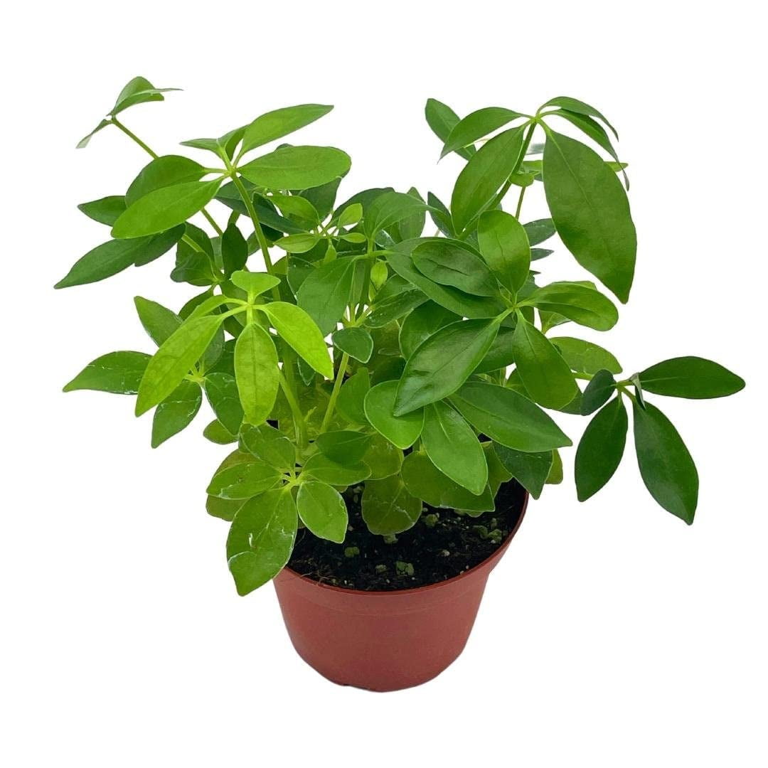 Schefflera Arboricola, 4 inch, Dwarf Umbrella-Tree, Octopus Plant ...