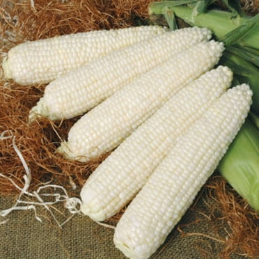 Sweet Corn Primus F1 Seed - Walmart.com