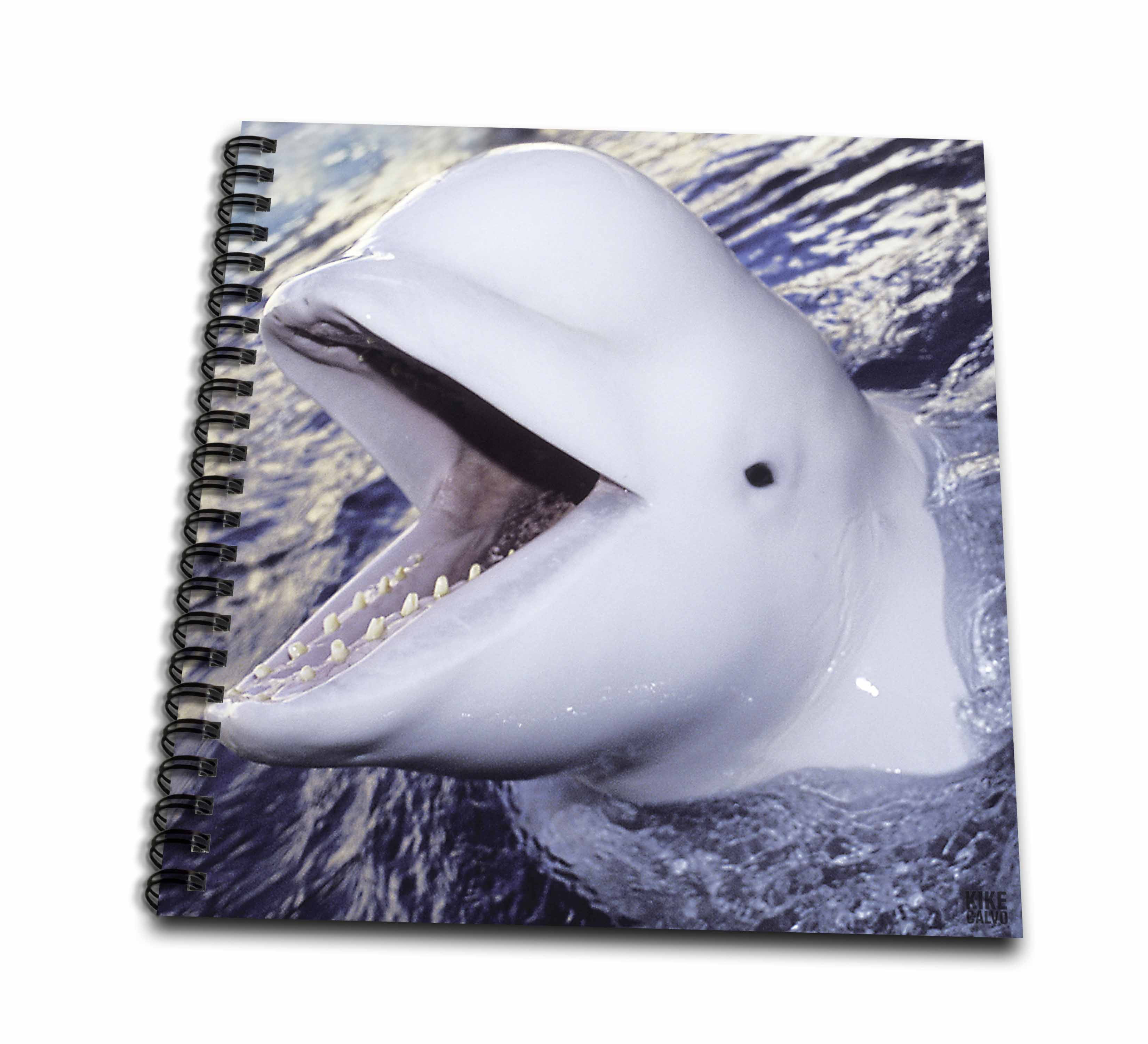 Beluga Whale Drawing