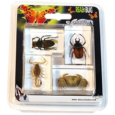 Real Bug 4 Pc Insect and Arachnid Paperweight Collection - Walmart.ca