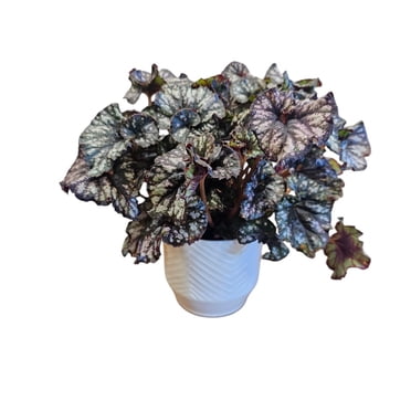 6 in. Begonia Rex Dino Shadow King Live Houseplant with Bright Indirect ...
