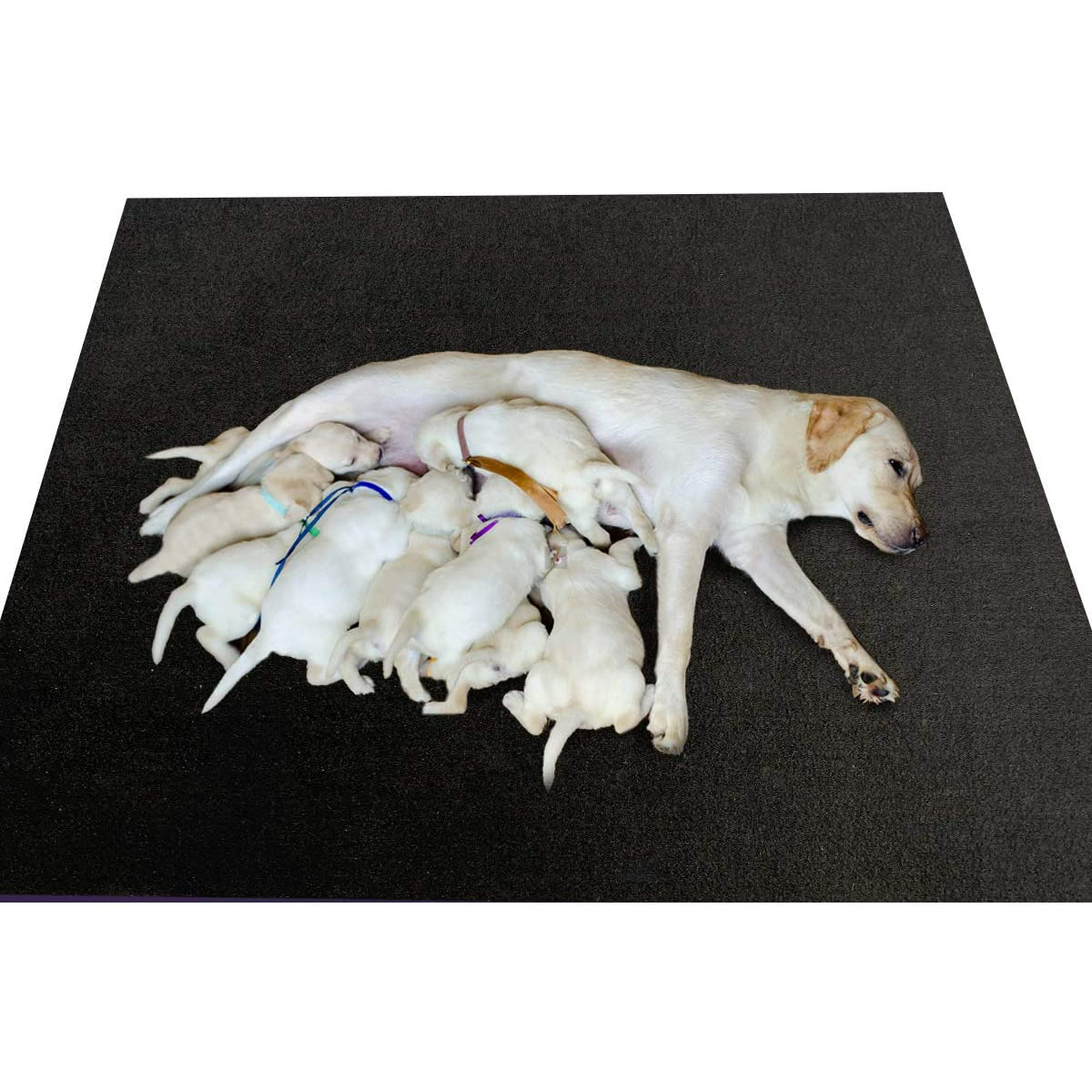 What Can I Use For A Whelping Box