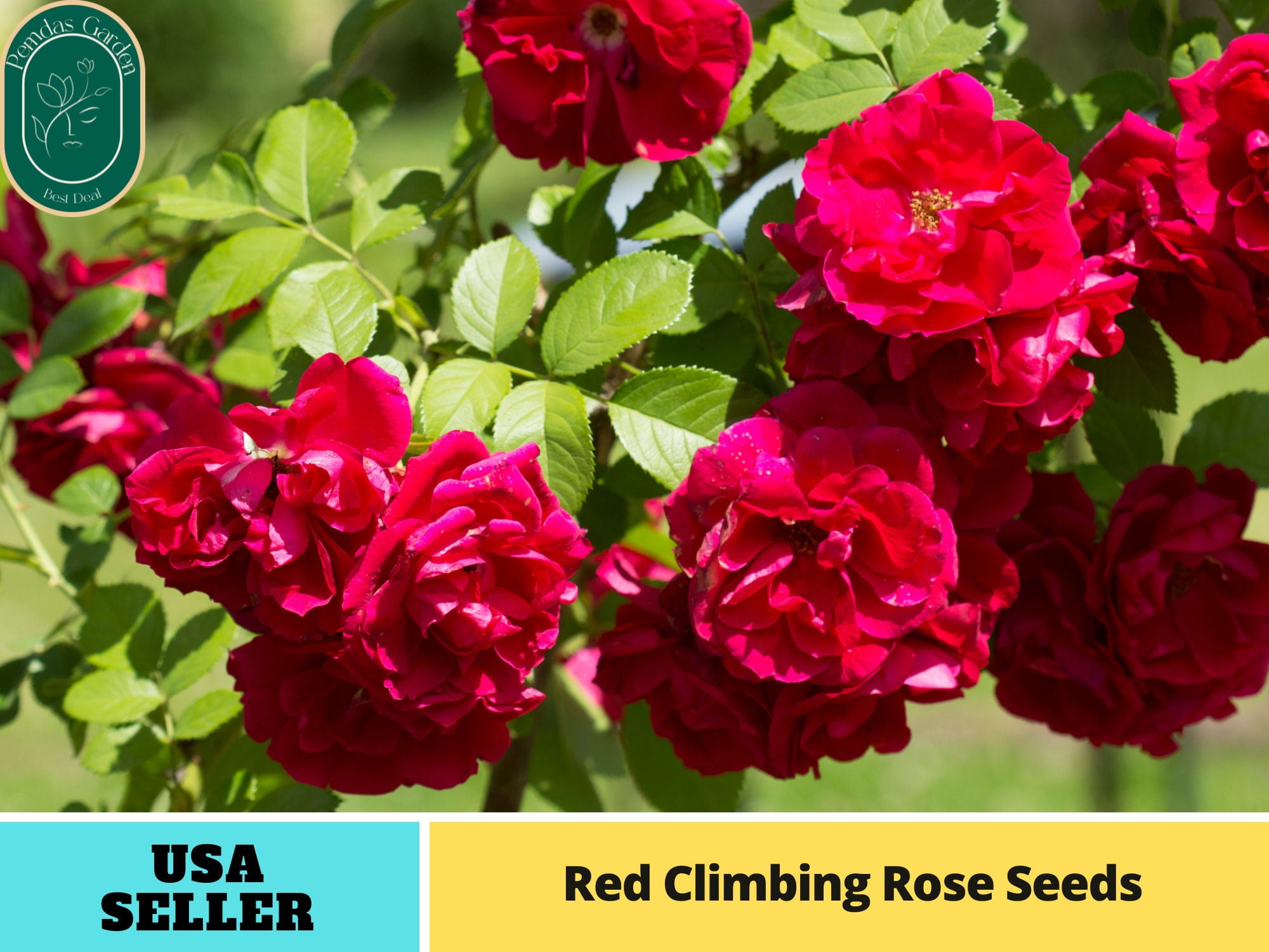 30+ Seeds|Red Climbing Rose Perennial Flower - Authentic Seeds ...
