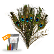 Peacock Feather Picks by Ashland® - Walmart.com