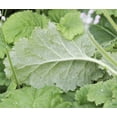 100 WHITE FAIRY PRIMROSE Primula Malacoides Baby Primrose Shade ...
