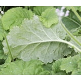 100 WHITE FAIRY PRIMROSE Primula Malacoides Baby Primrose Shade ...