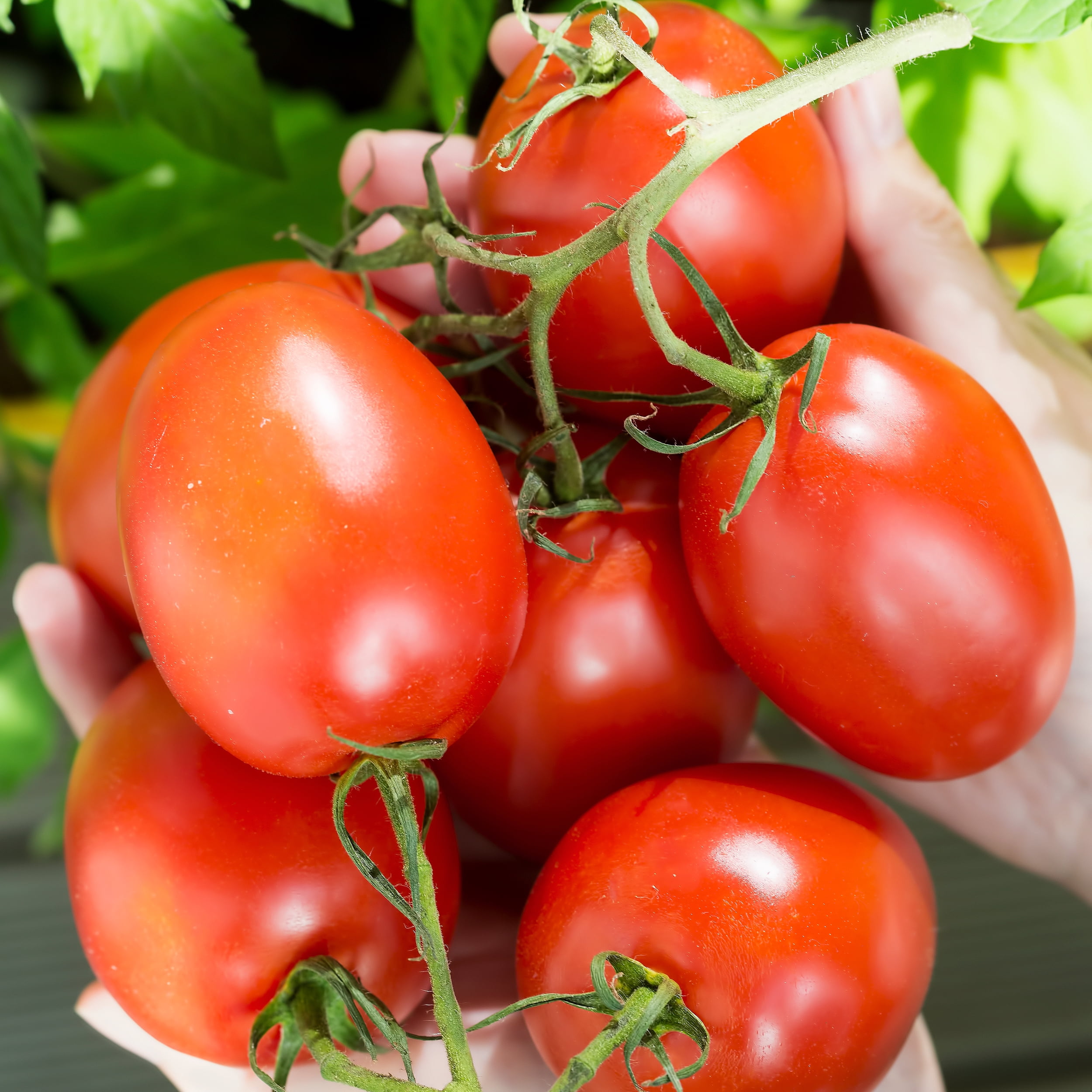 Earthcare Seeds - Tomato Roma VF 150 Seeds (Solanum Lycopersicum ...