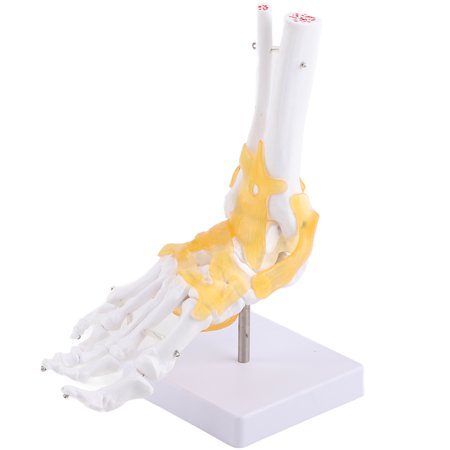 Foot Skeleton Model, PVC Clearly Foot Model, For Teacher Study Students ...