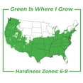 Nikitas Gift Persimmon Tree - Walmart.com