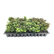 Crape Myrtle Raspberry Sundae 2 Extra Large 3 Gallon Plants Dual-Color ...