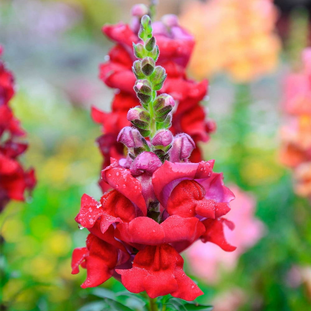Snapdragon Flower Seeds - Sonnet Series F1 - 1000 Seeds - Carmine ...