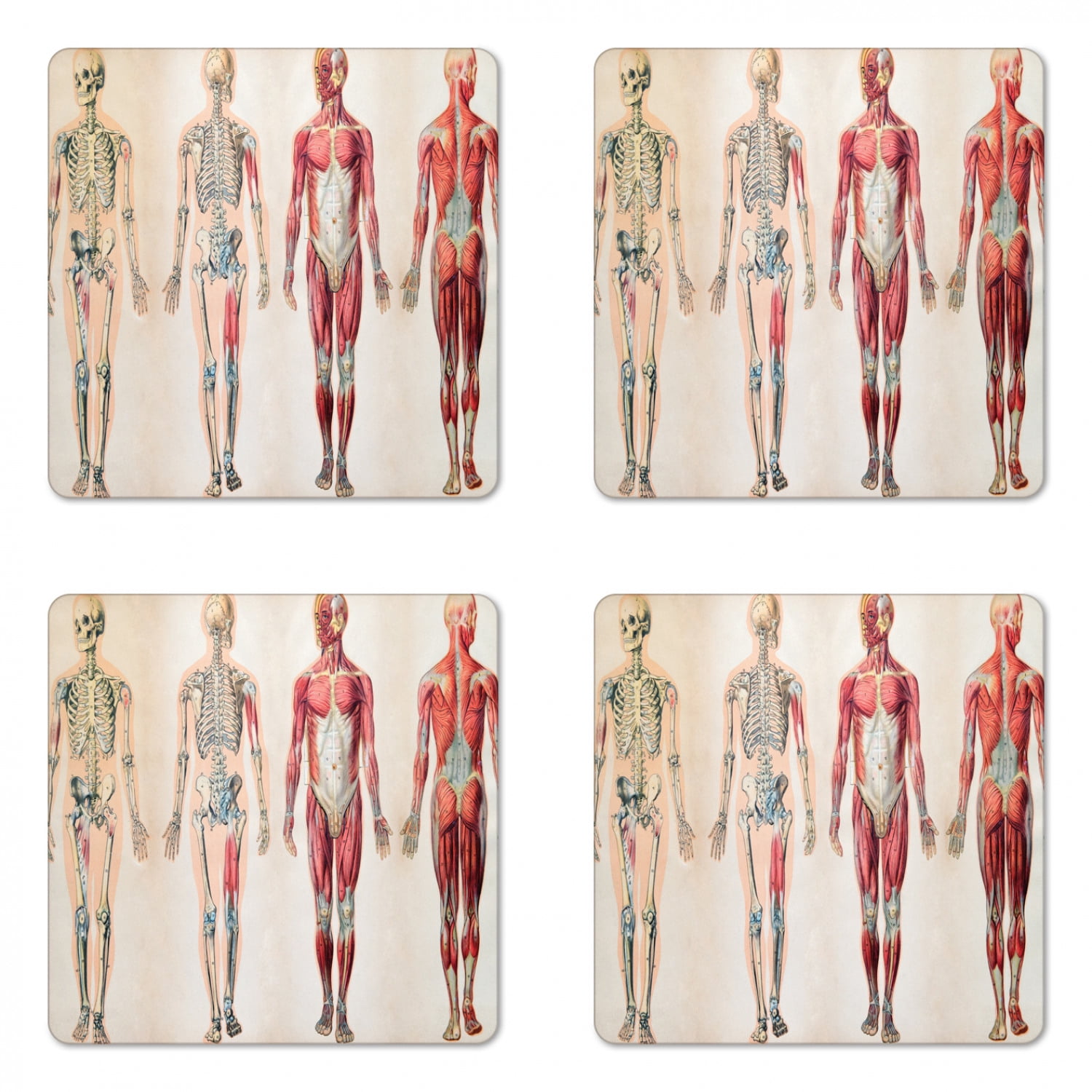 Human Anatomy Coaster Set of 4, Vintage Chart of Body Front Back ...